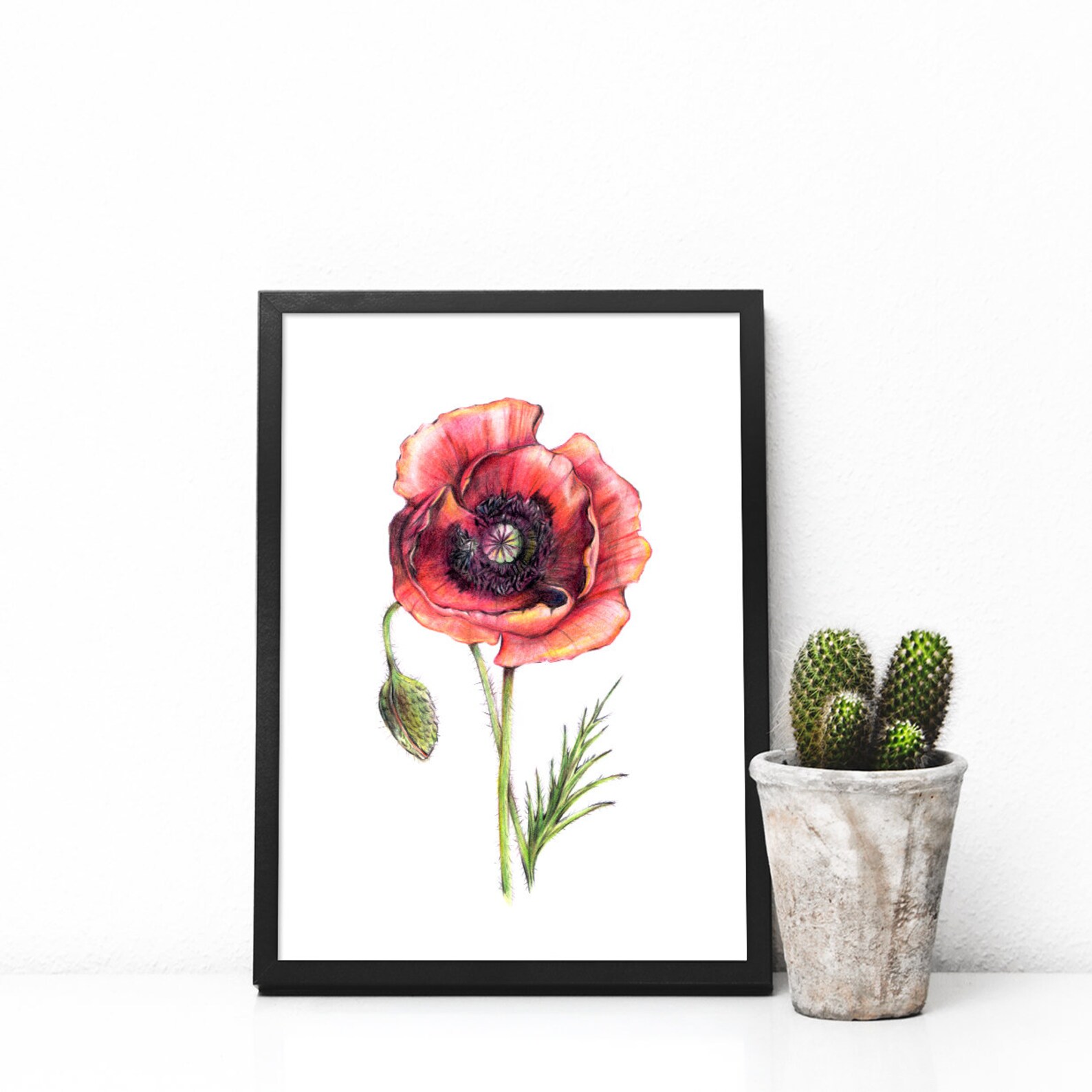 Hand Drawn Illustration of a Poppy - A4 Print - Etsy