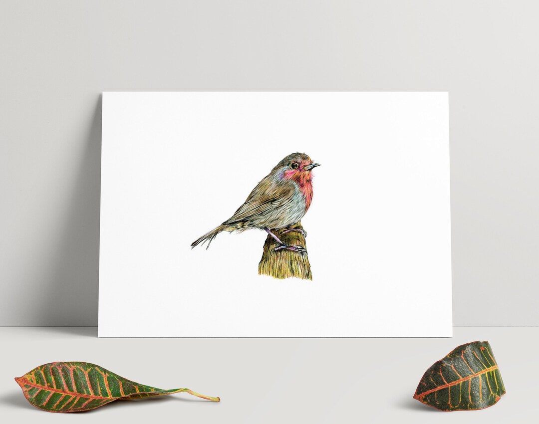 Hand Drawn Illustration of a Robin - A4 Print - Etsy