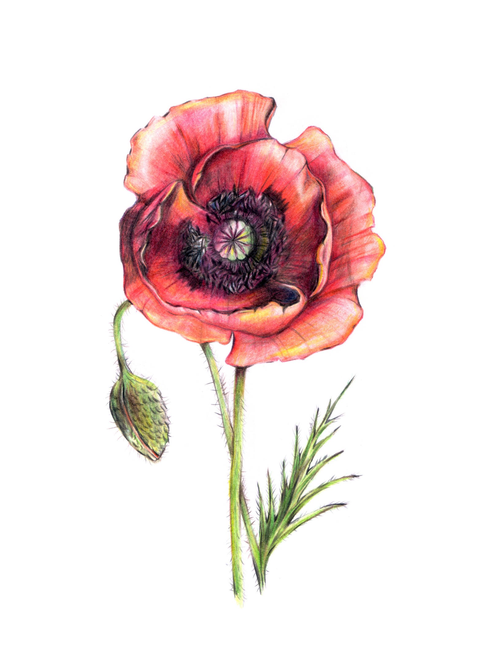 Hand Drawn Illustration of a Poppy - A4 Print - Etsy