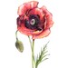 Hand Drawn Illustration of a Poppy - A4 Print - Etsy