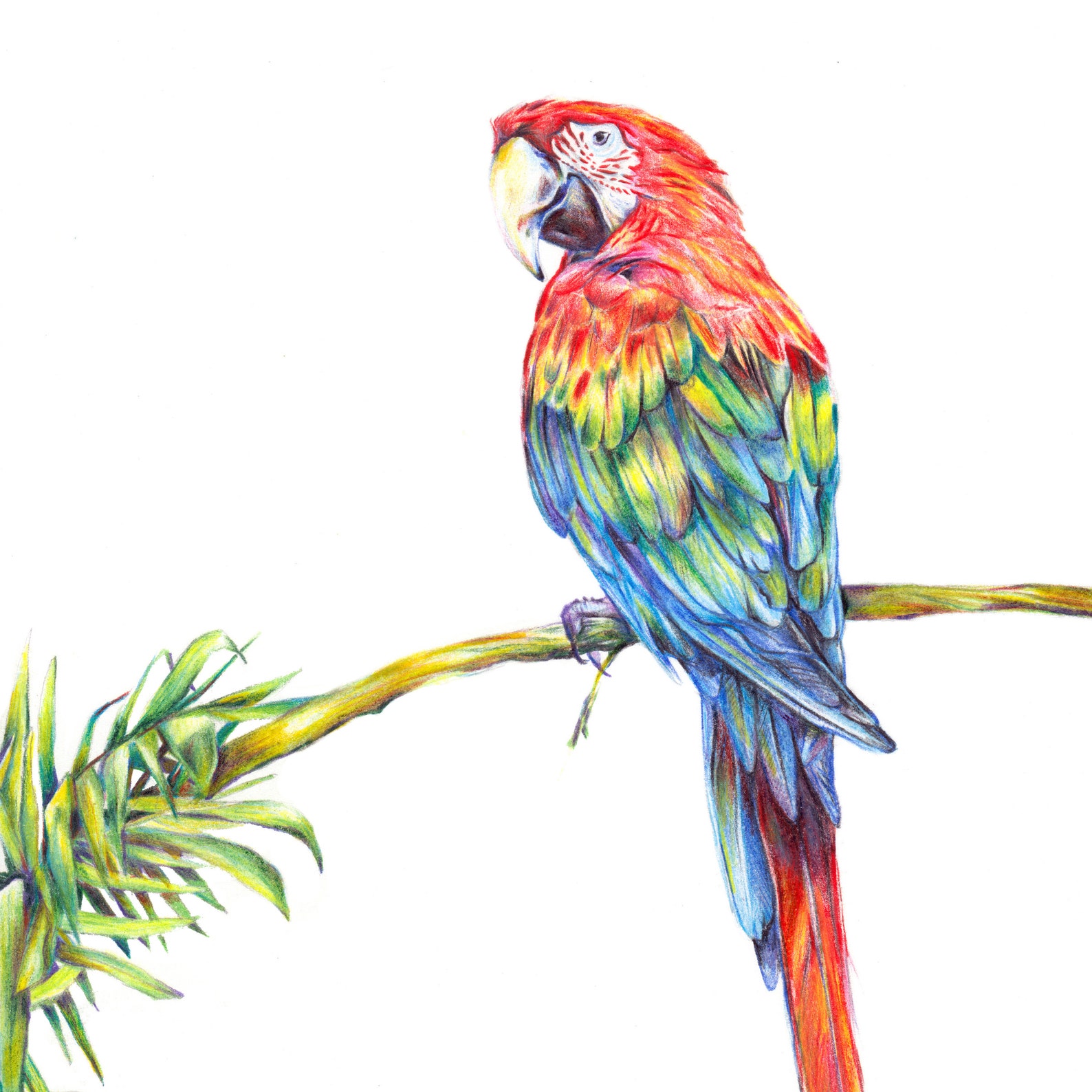 Hand Drawn Illustration of a Macaw - A4 Print - Etsy