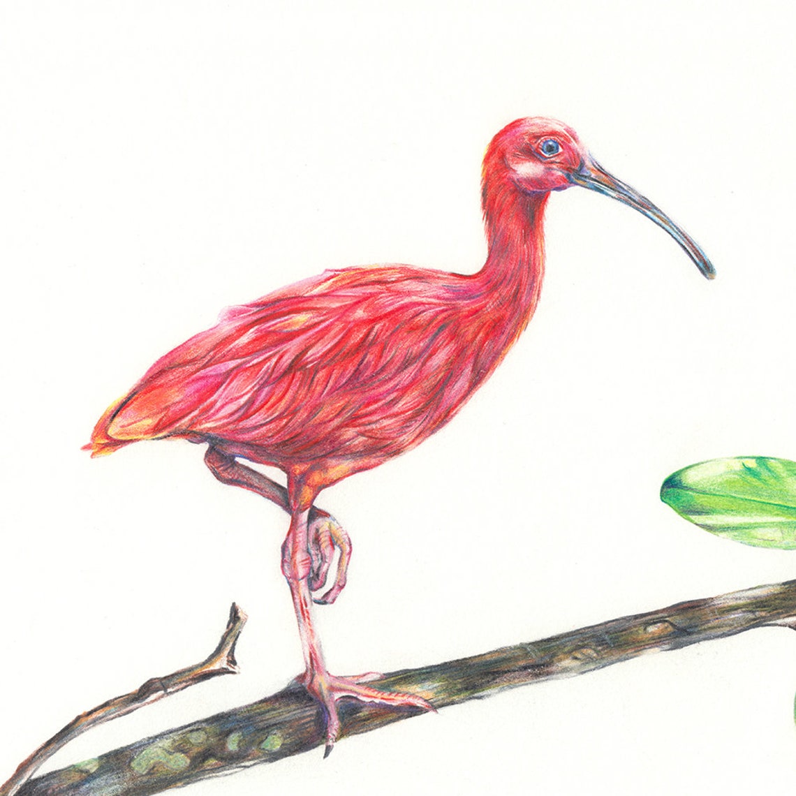 Hand Drawn Illustration of a Scarlet Ibis - A4 Print - Etsy