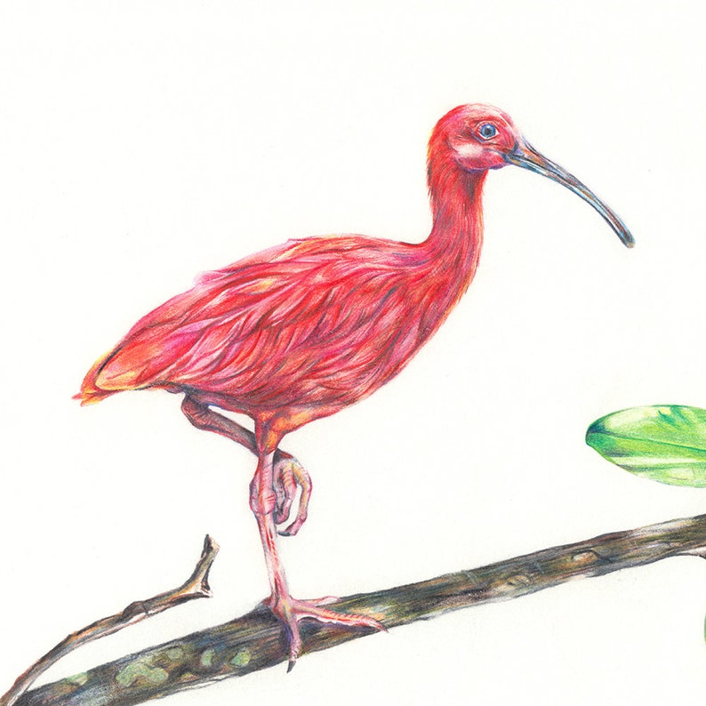 Hand Drawn Illustration of a Scarlet Ibis - A4 Print - Etsy