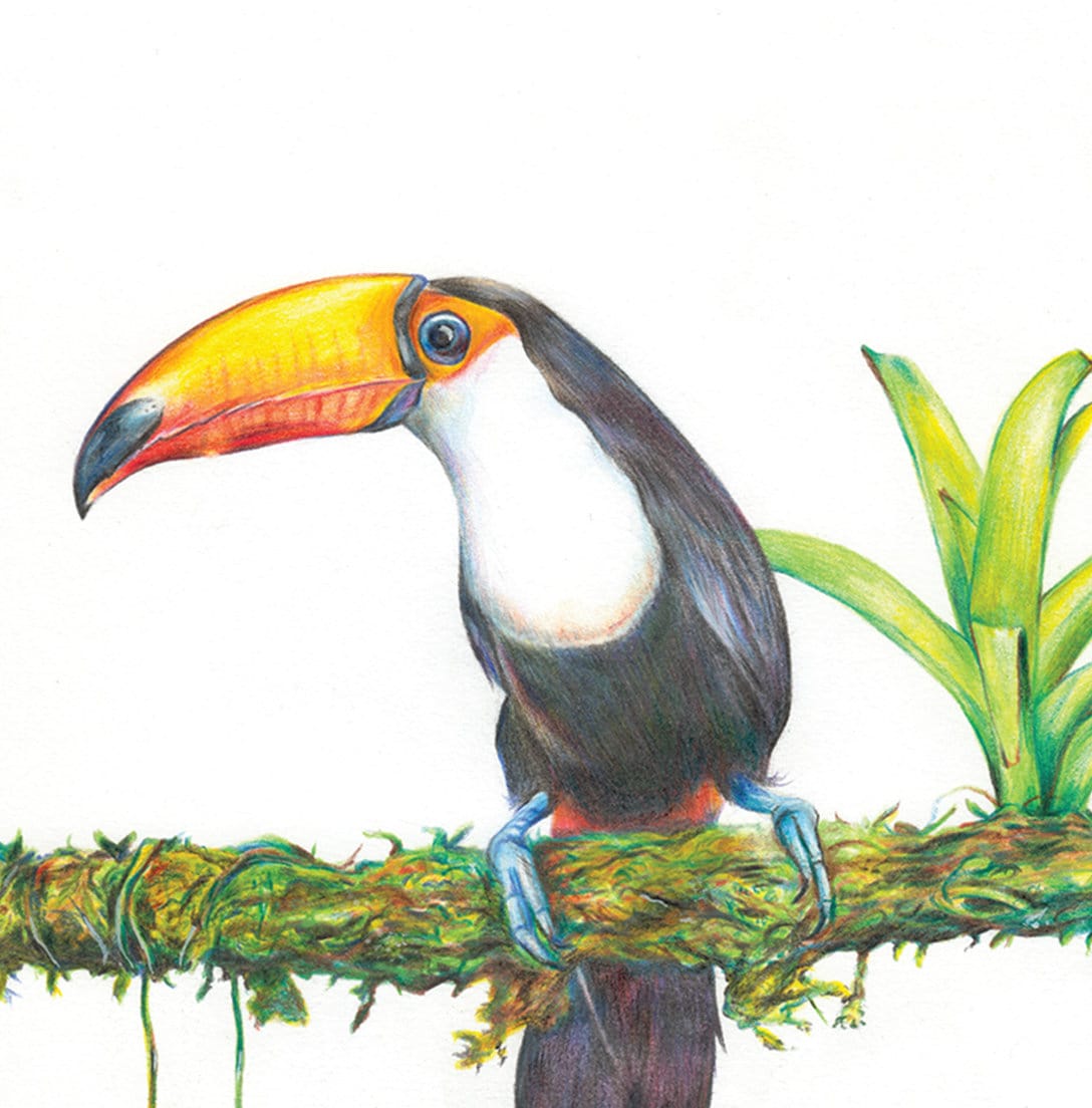 Hand Drawn Illustration of a Toucan - A4 Print - Etsy
