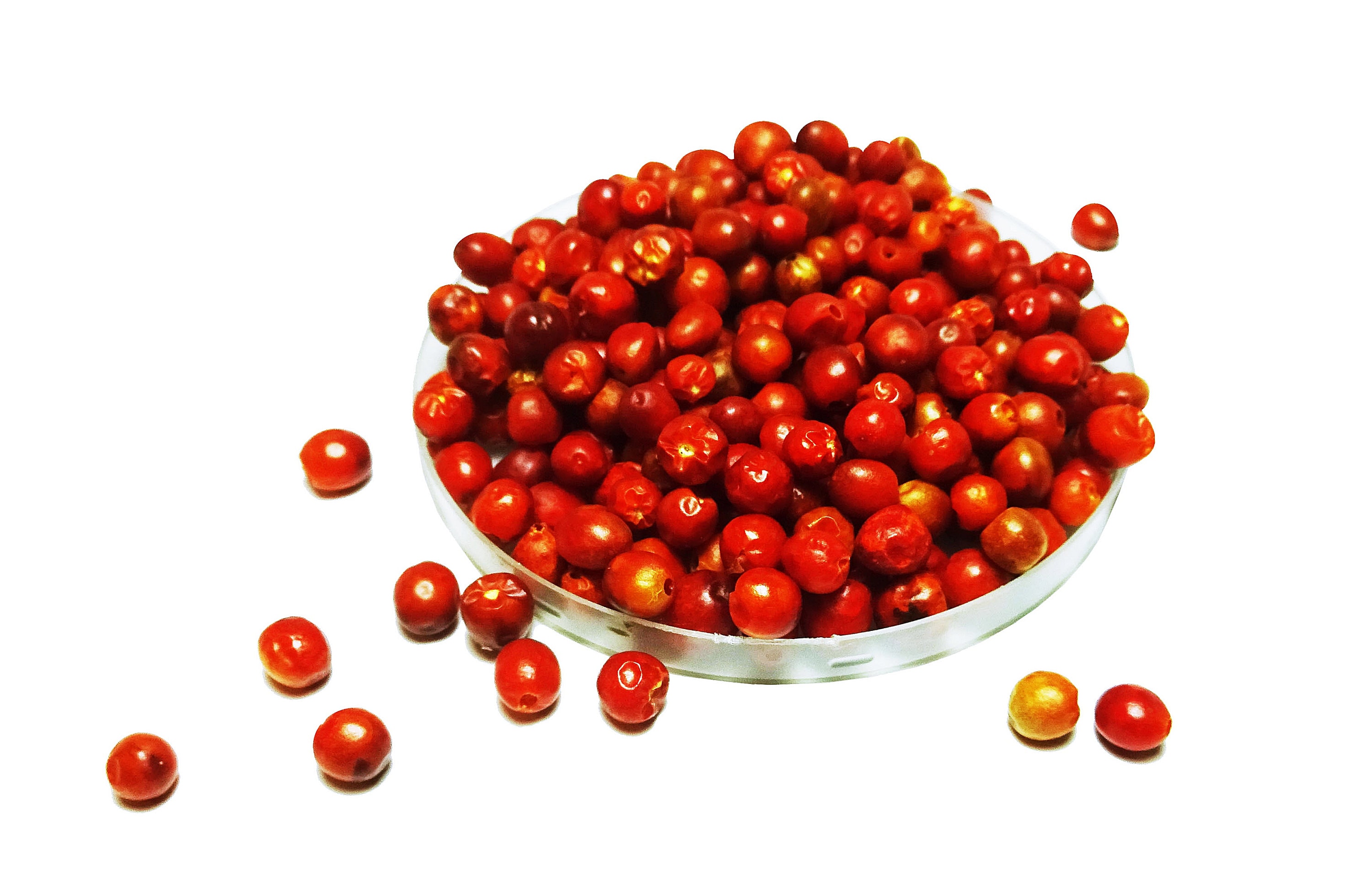 Chiltepin Pepper Seeds chilli Seeds Weights: 0.5 Oz 1 Oz 2 - Etsy