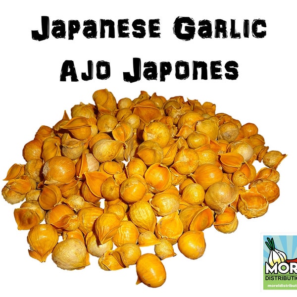 Japanese Seed Garlic - Etsy