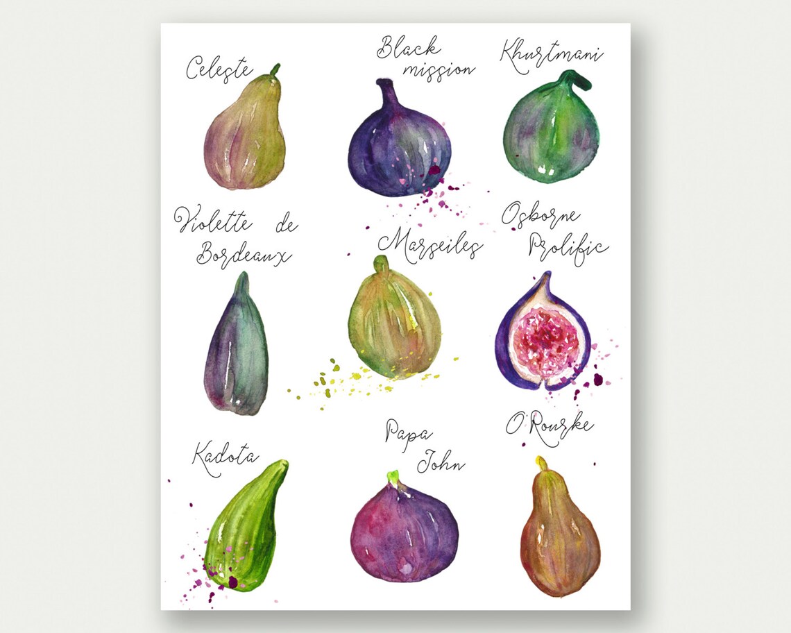 Fig Varieties Watercolor Fig Print Fig Illustration Kitchen | Etsy