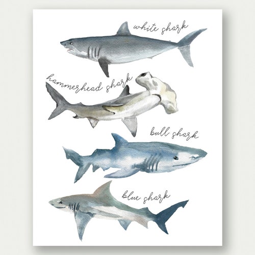 Shark Poster Shark Printable Shark Species Print Watercolor - Etsy