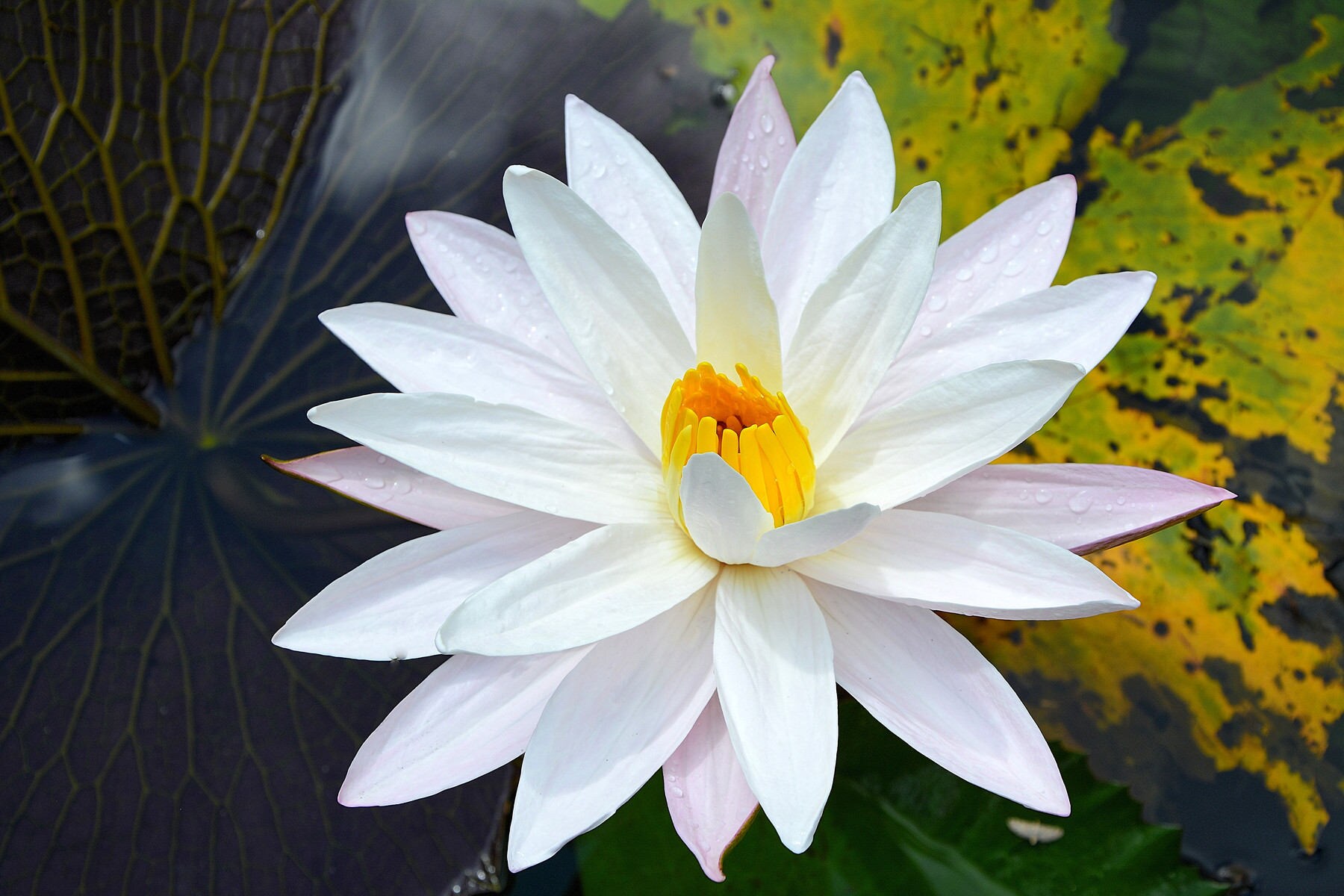 Bali Water Lily - Etsy