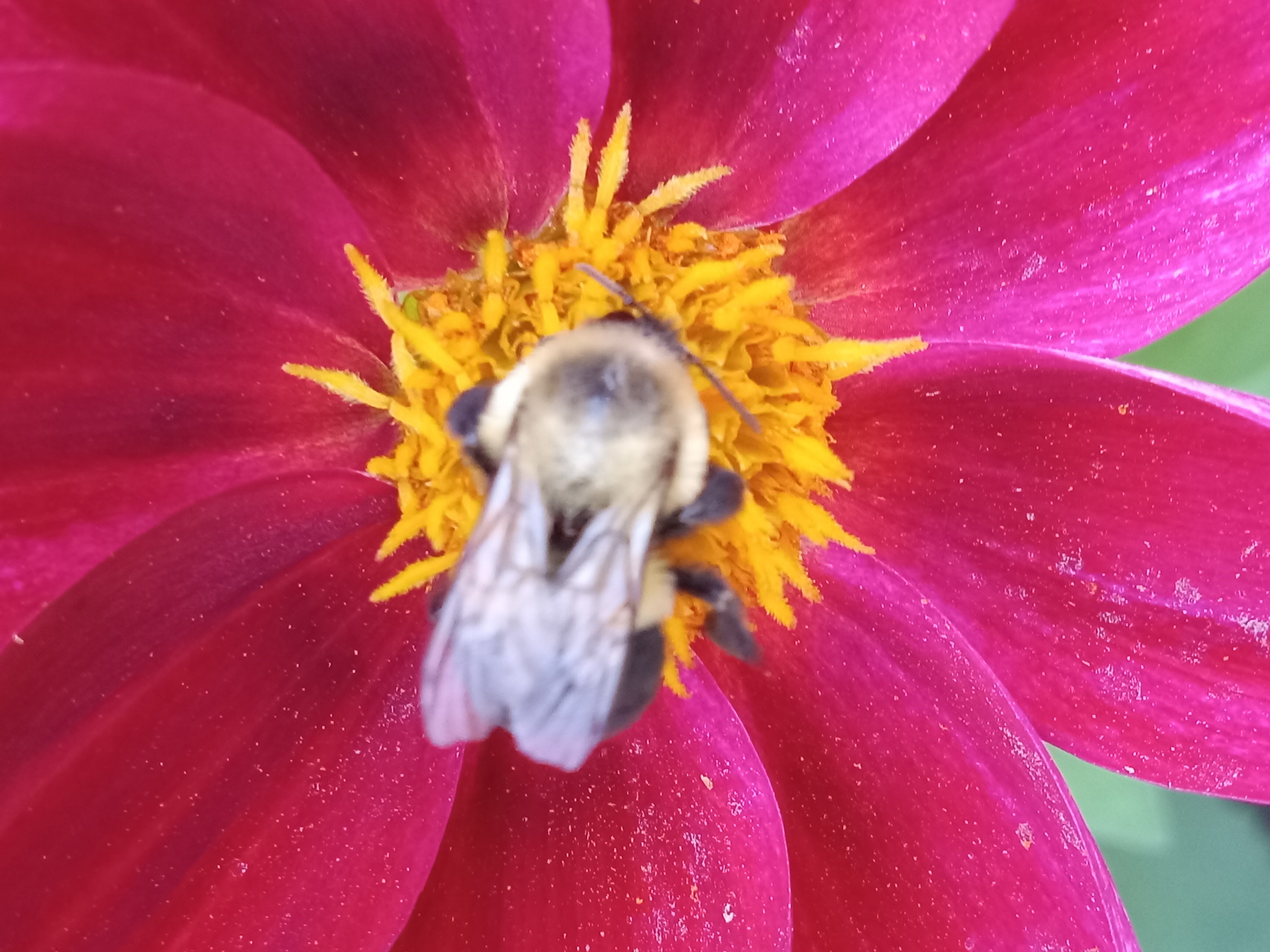 Pollinator Paradise Dahlia Seeds - Etsy