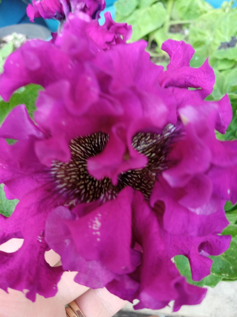 Ruffled Rapunzel Petunias Large Blooms Great for Pollinators - Etsy