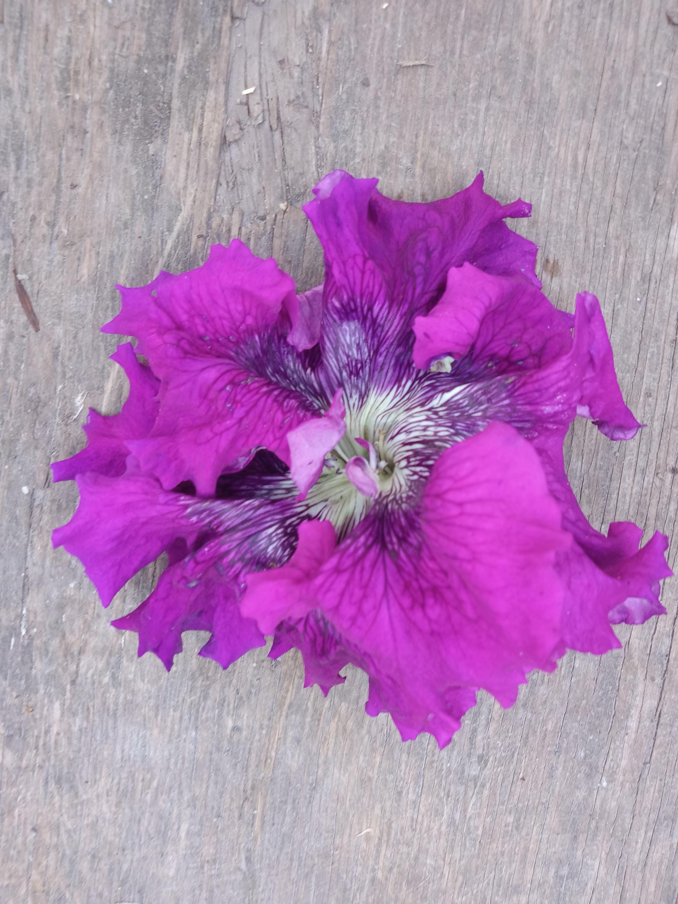 Ruffled Rapunzel Petunias Large Blooms Great for Pollinators - Etsy