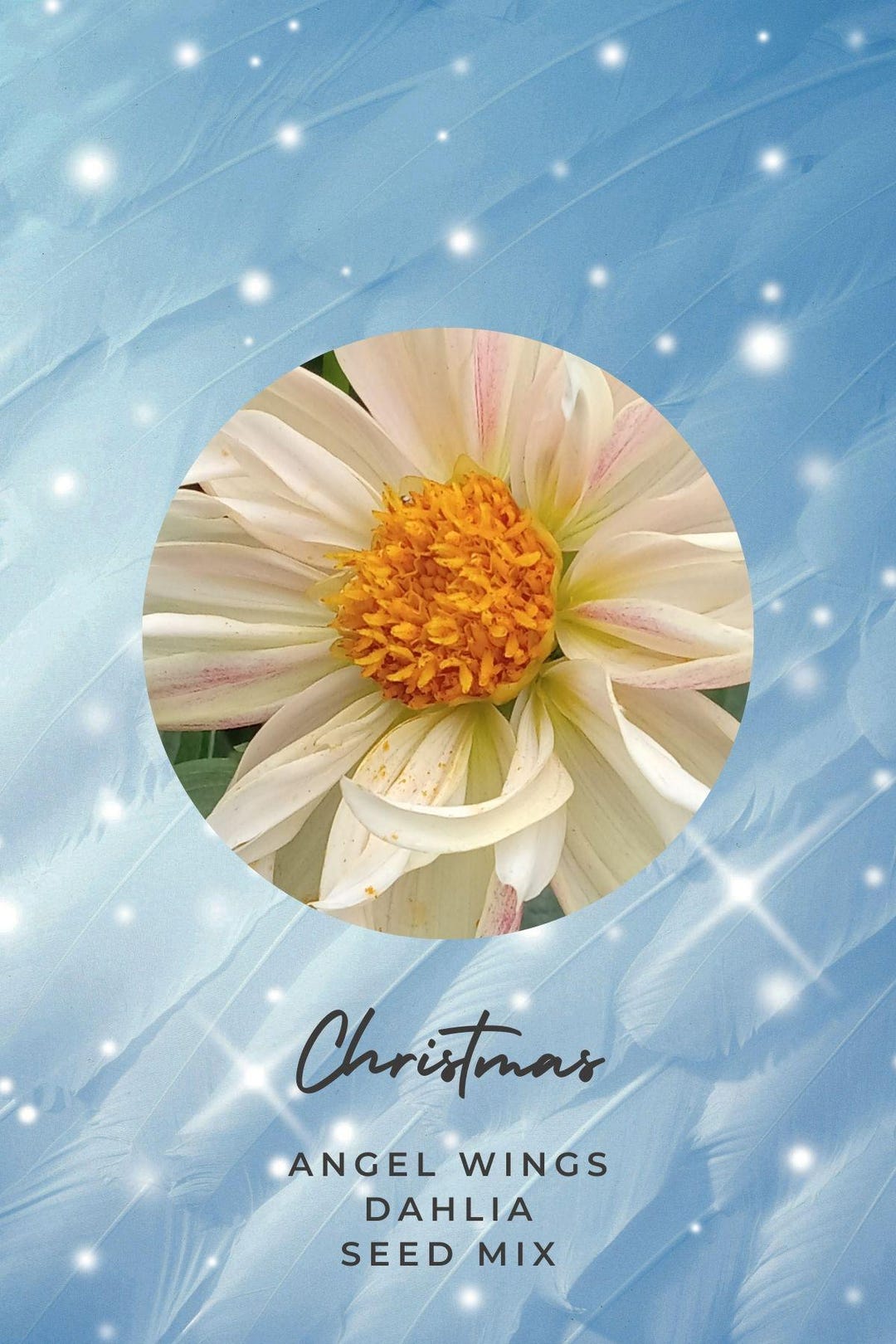 Christmas Angel Wings Dahlia Seed Mix Great for a Christmas Gift or ...