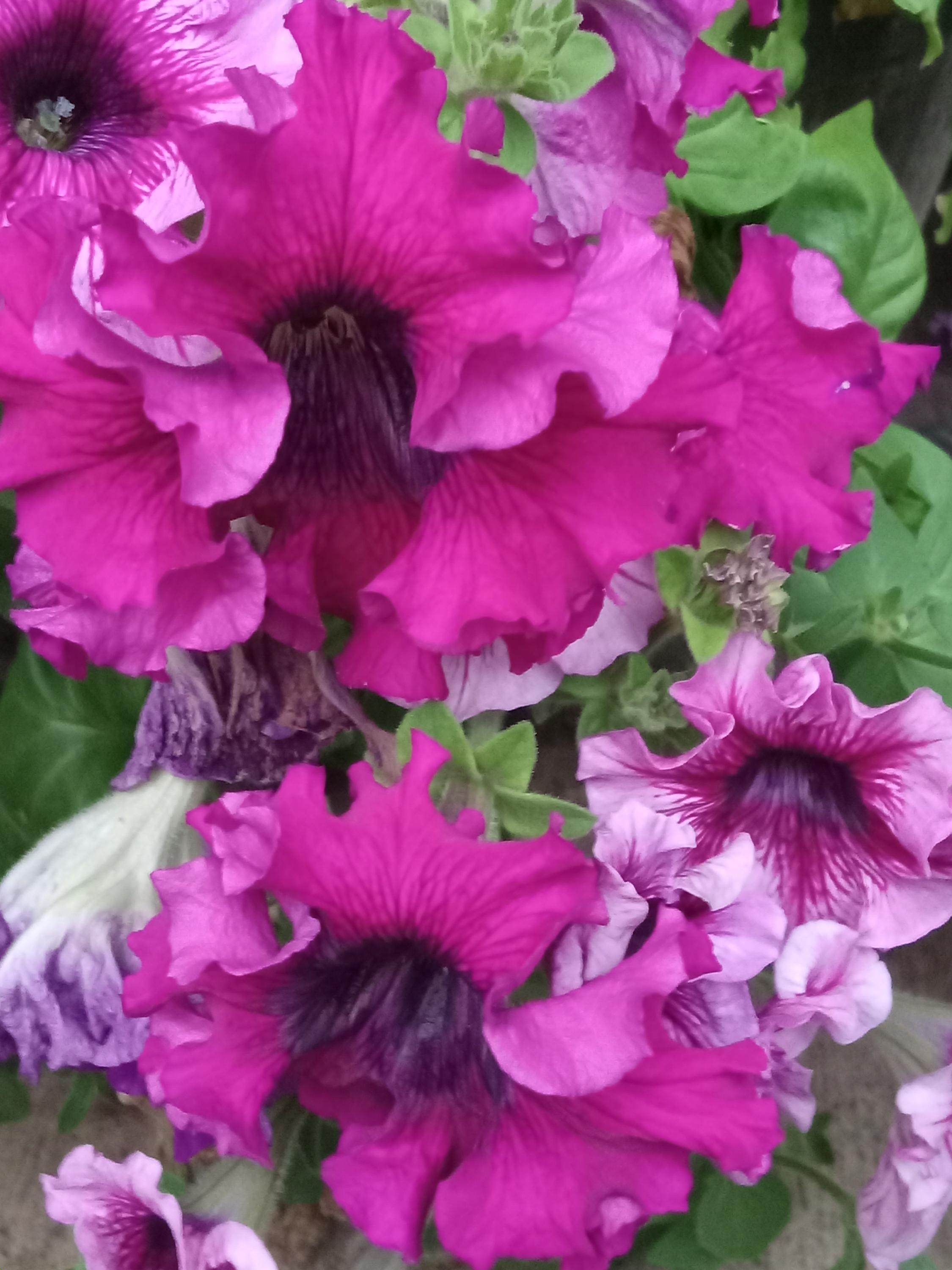 Ruffled Rapunzel Petunias Large Blooms Great for Pollinators - Etsy