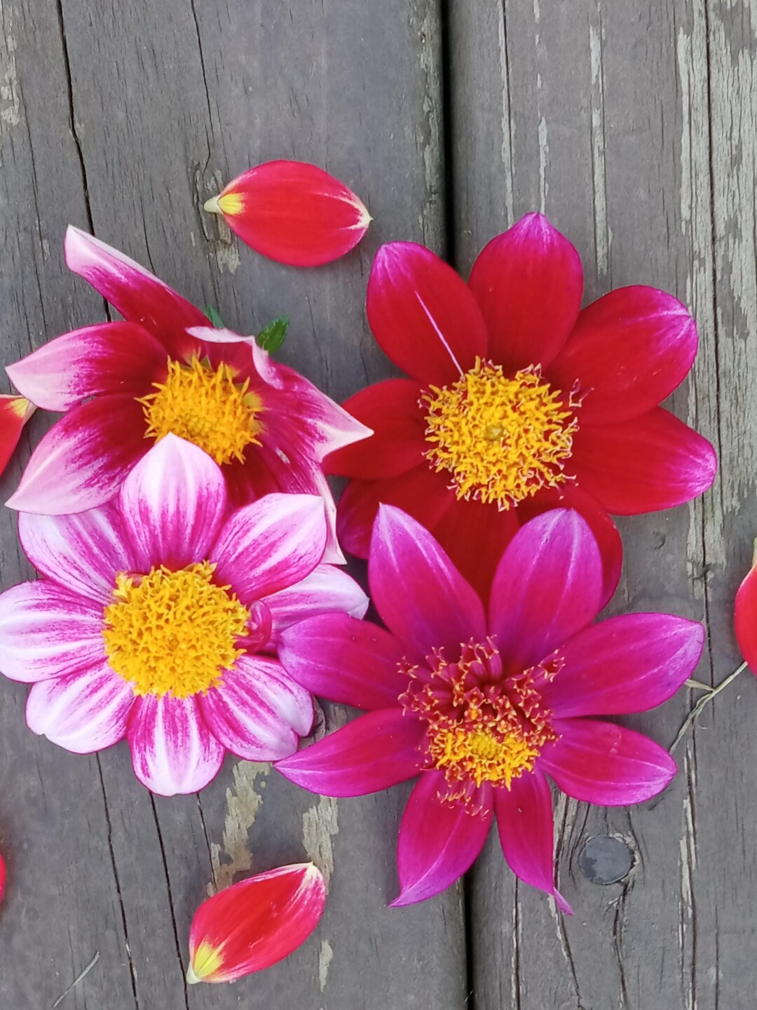 Awesome Anemones Bundle - Etsy