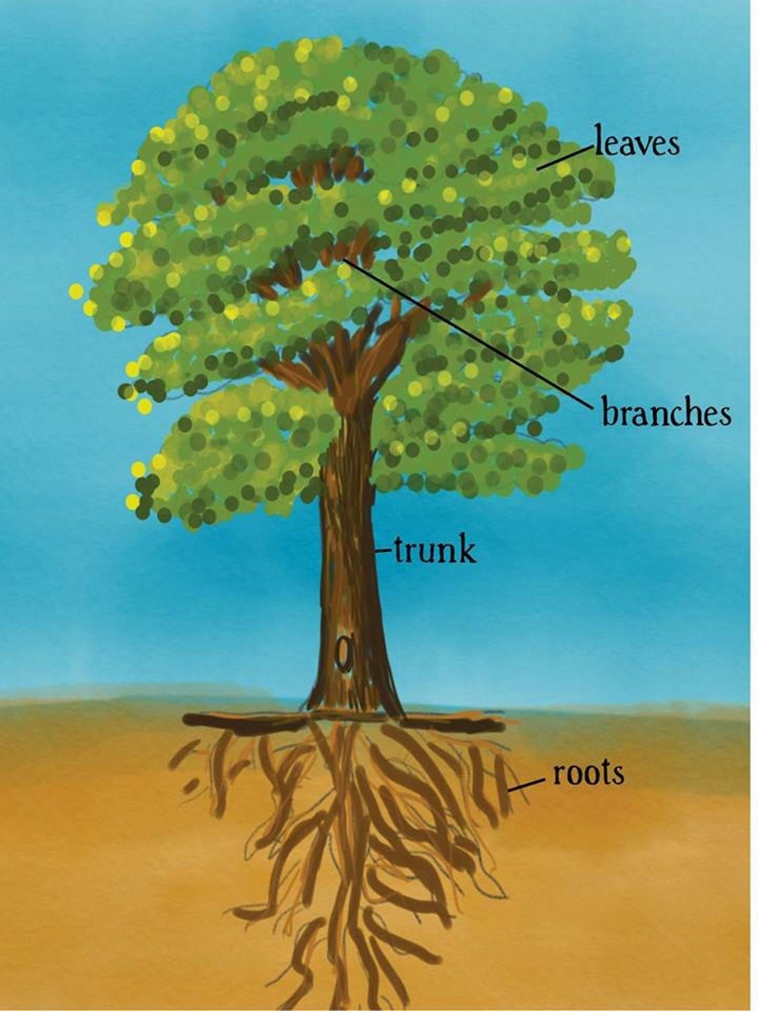 Montessori Materials, Parts of a Tree Coloring Page, Montessori Botany ...