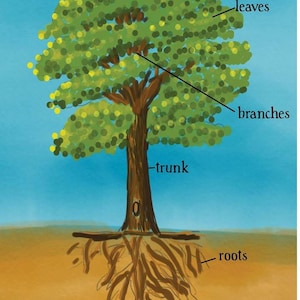 Montessori Materials, Parts of a Tree Coloring Page, Montessori Botany ...