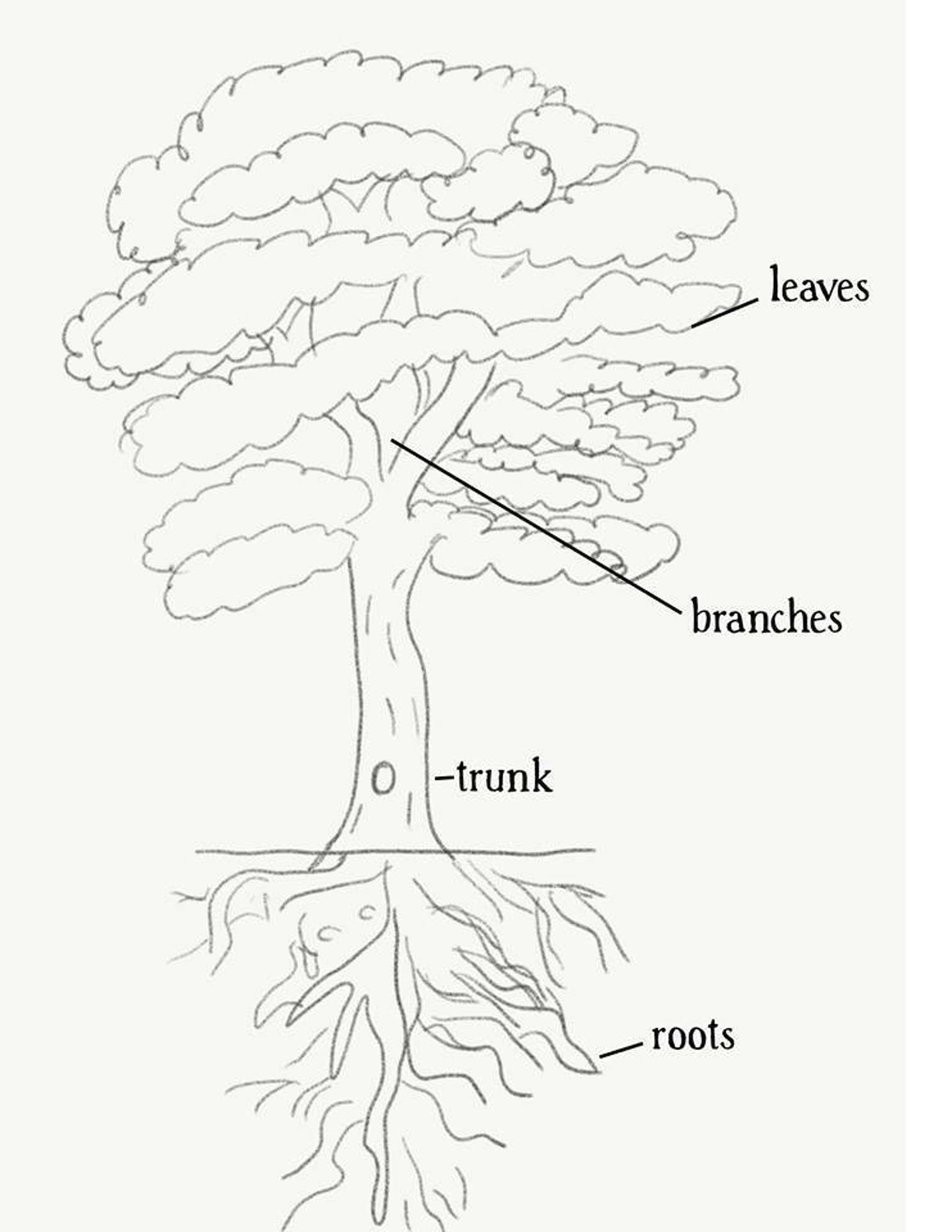 Montessori Materials Parts of a Tree Coloring Page - Etsy