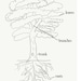 Montessori Materials, Parts of a Tree Coloring Page, Montessori Botany ...