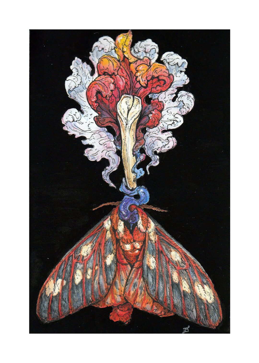 Regal Moth: Limited Edition Print - Etsy