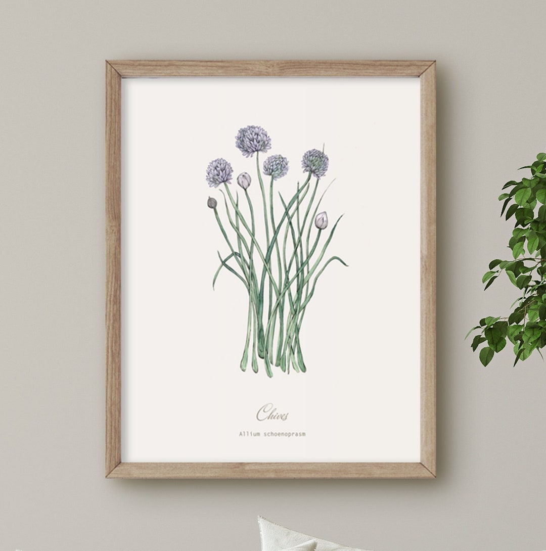Chives, Herb Print, Botanical Plant Illustration, Wall Art - Etsy