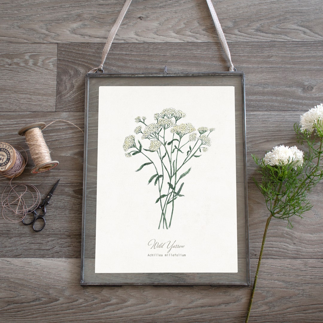 Yarrow Wild Flower Print Botanical Illustration Wall Art - Etsy