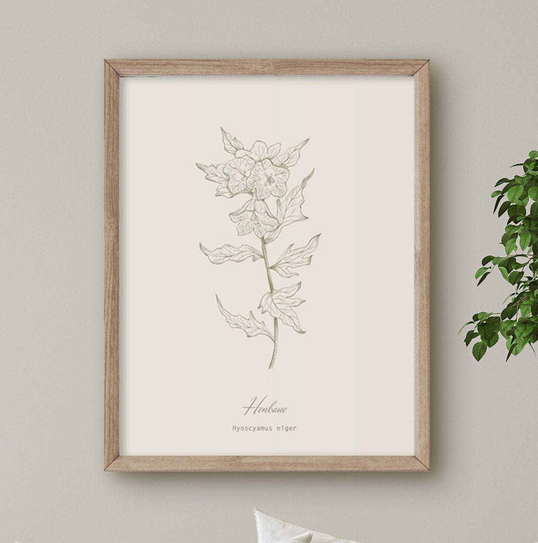 Henbane: Botanical Witch Herb, Neutral Minimalist Line Drawing, Wall ...