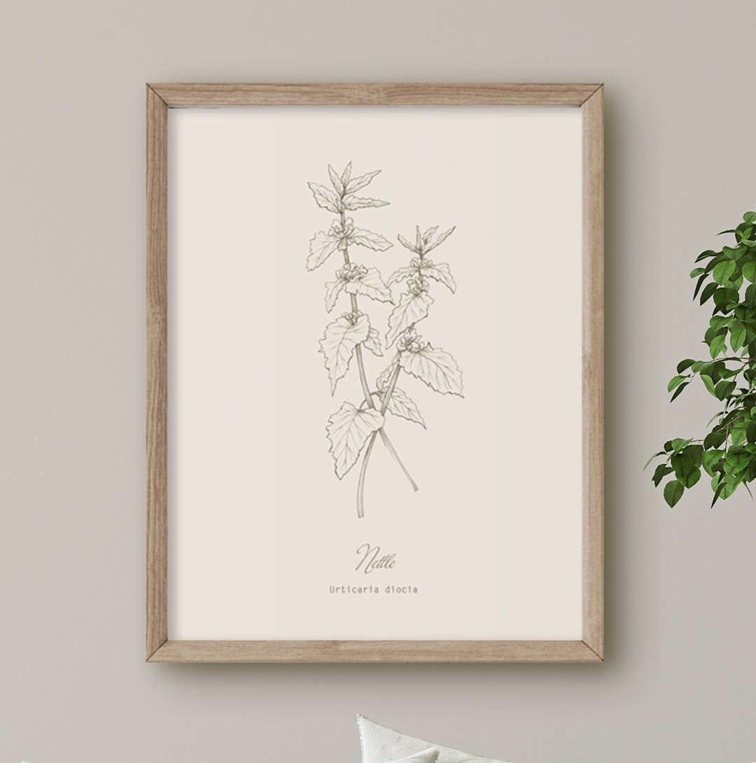 Nettle: Botanical Herb, Neutral Minimalist Line Drawing, Wall Art Print ...
