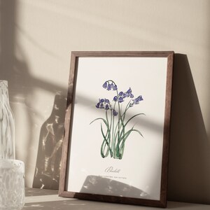 Bluebell, Wild Flower Print, Botanical Illustration, Wall Art - Etsy