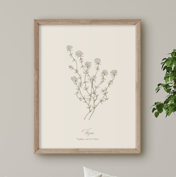 Thymus Plant Drawing