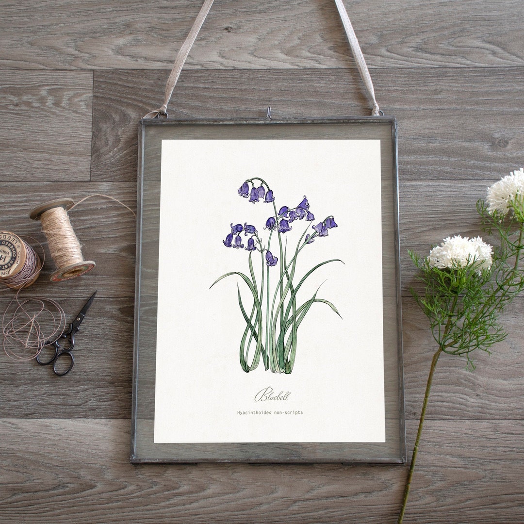 Bluebell Wild Flower Print Botanical Illustration Wall Art - Etsy