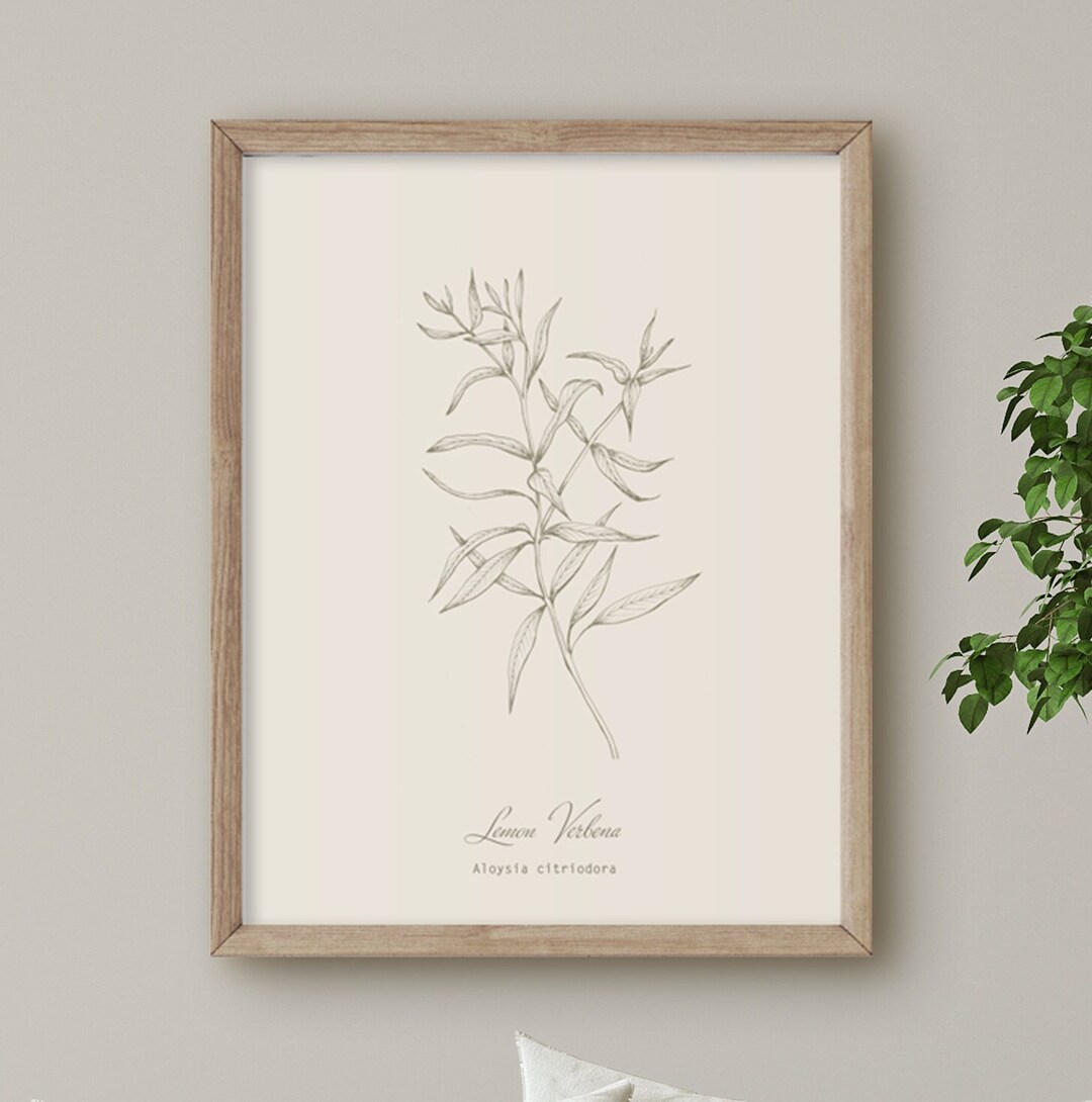 Lemon Verbena: Botanical Herb, Neutral Minimalist Line Drawing, Wall ...