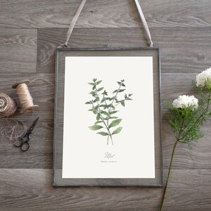 Mint, Herb Print, Botanical Plant Illustration, Wall Art - Etsy