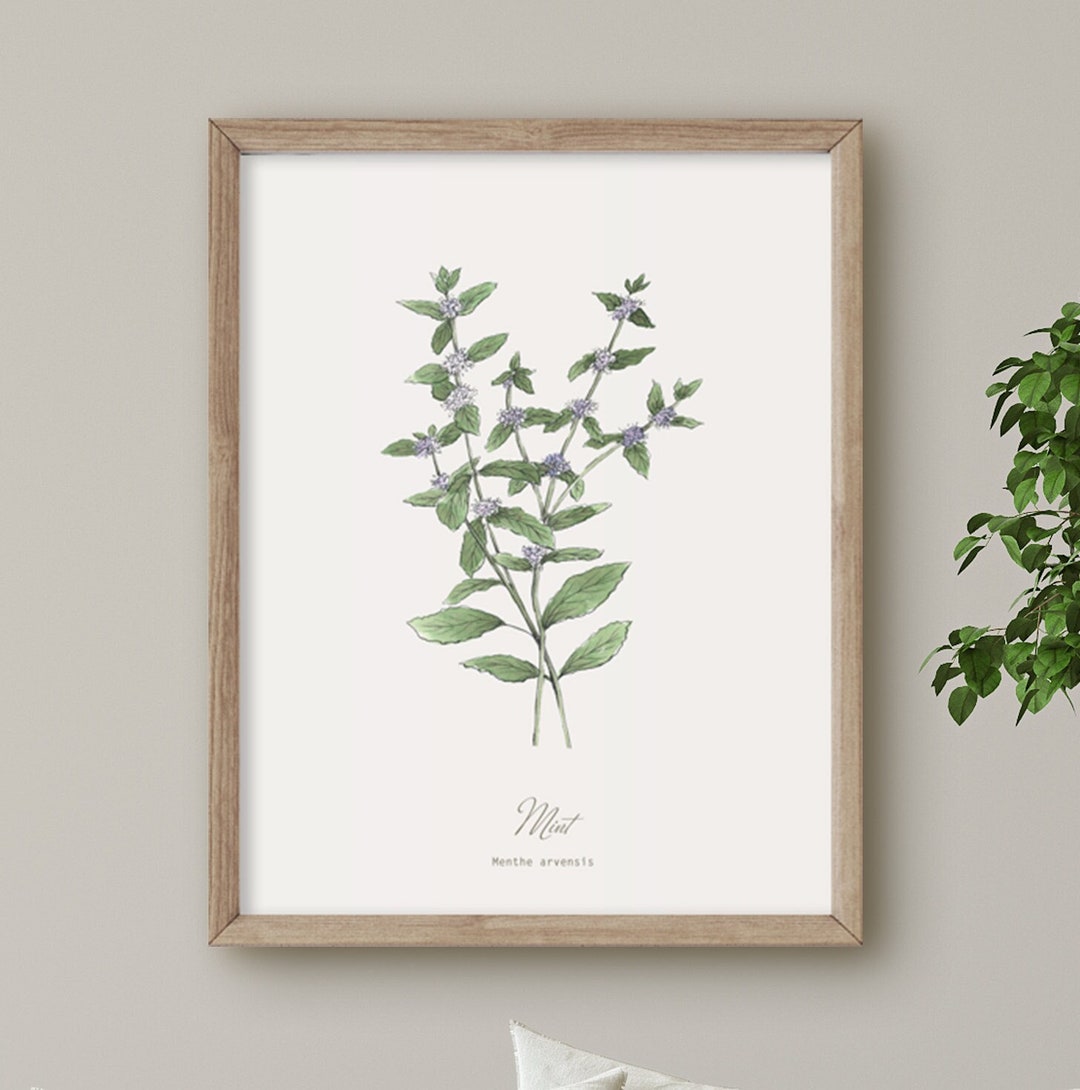 Mint, Herb Print, Botanical Plant Illustration, Wall Art - Etsy