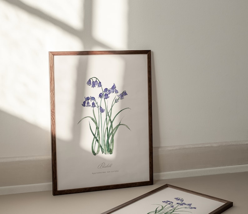 Bluebell, Wild Flower Print, Botanical Illustration, Wall Art - Etsy
