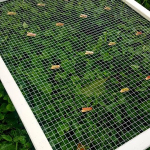 Farmhouse Chicken Wire Frames Square Chicken Wire Frames - Etsy