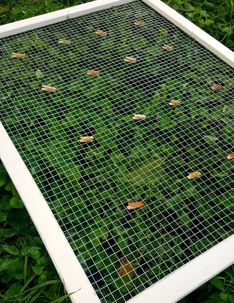 Farmhouse Chicken Wire Frames Square Chicken Wire Frames - Etsy