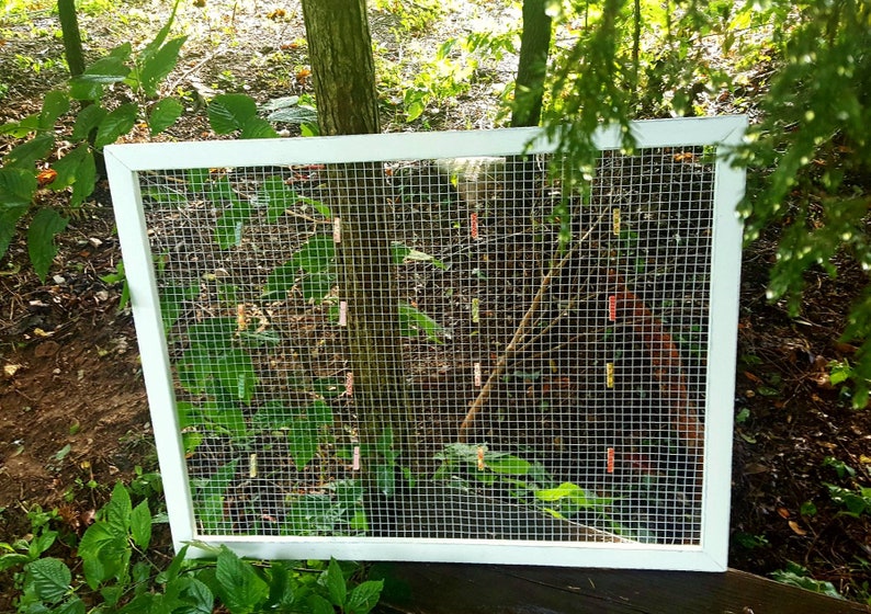 Farmhouse Chicken Wire Frames Square Chicken Wire Frames - Etsy