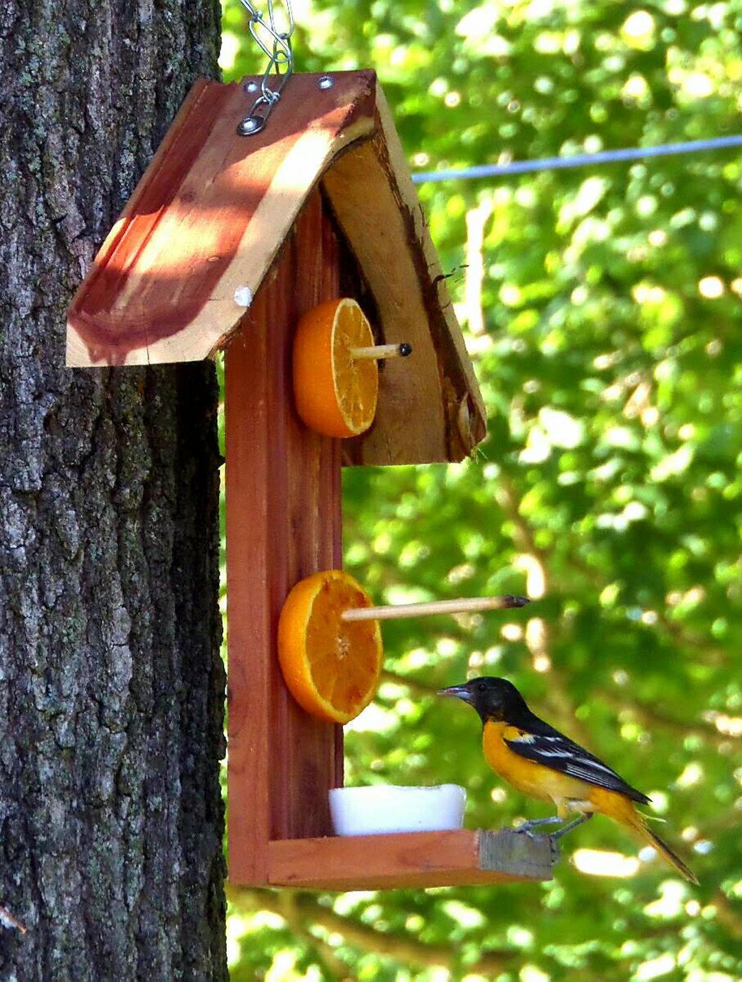 Oriole Bird Feeder, Bird Enthusiasts, Eastern Cedar Oriole Feeder, Bird ...