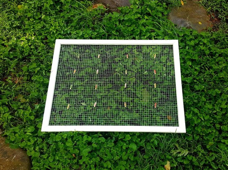 Farmhouse Chicken Wire Frames Square Chicken Wire Frames - Etsy