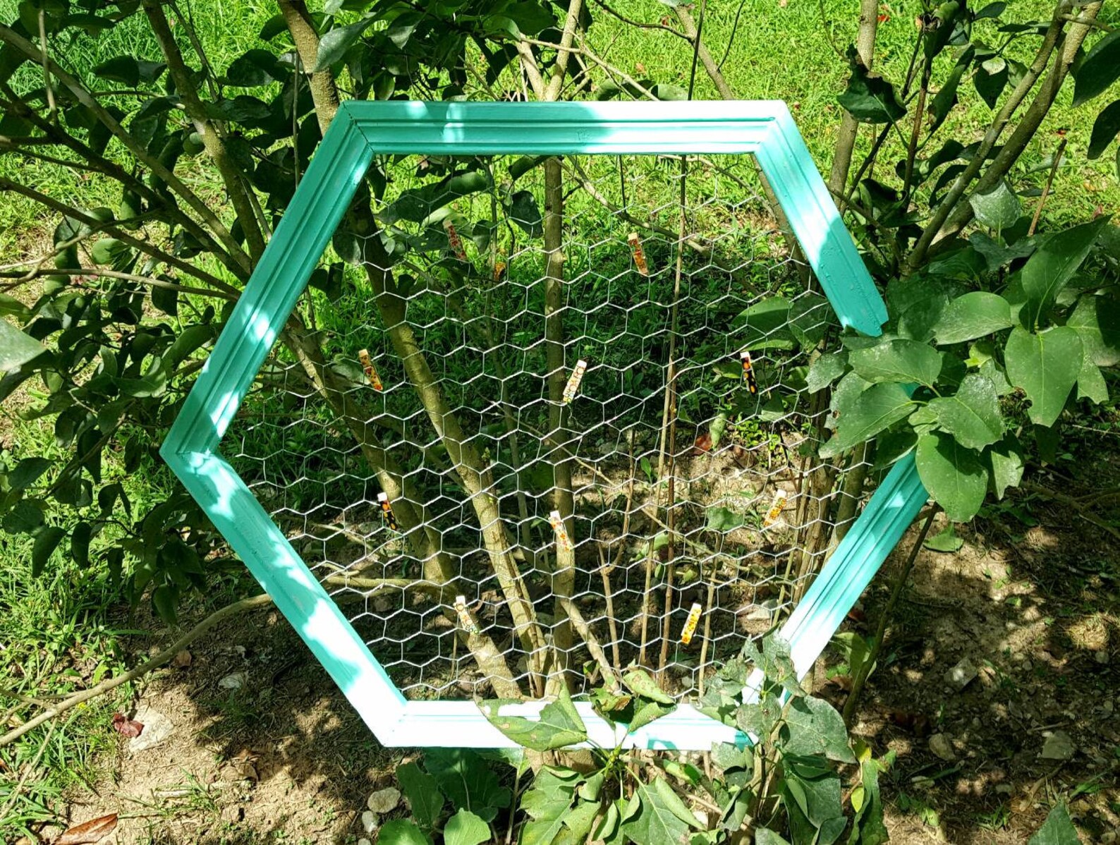 Hexagon Chicken Wire Frame, Chicken Wire Photo Collage Frame ...