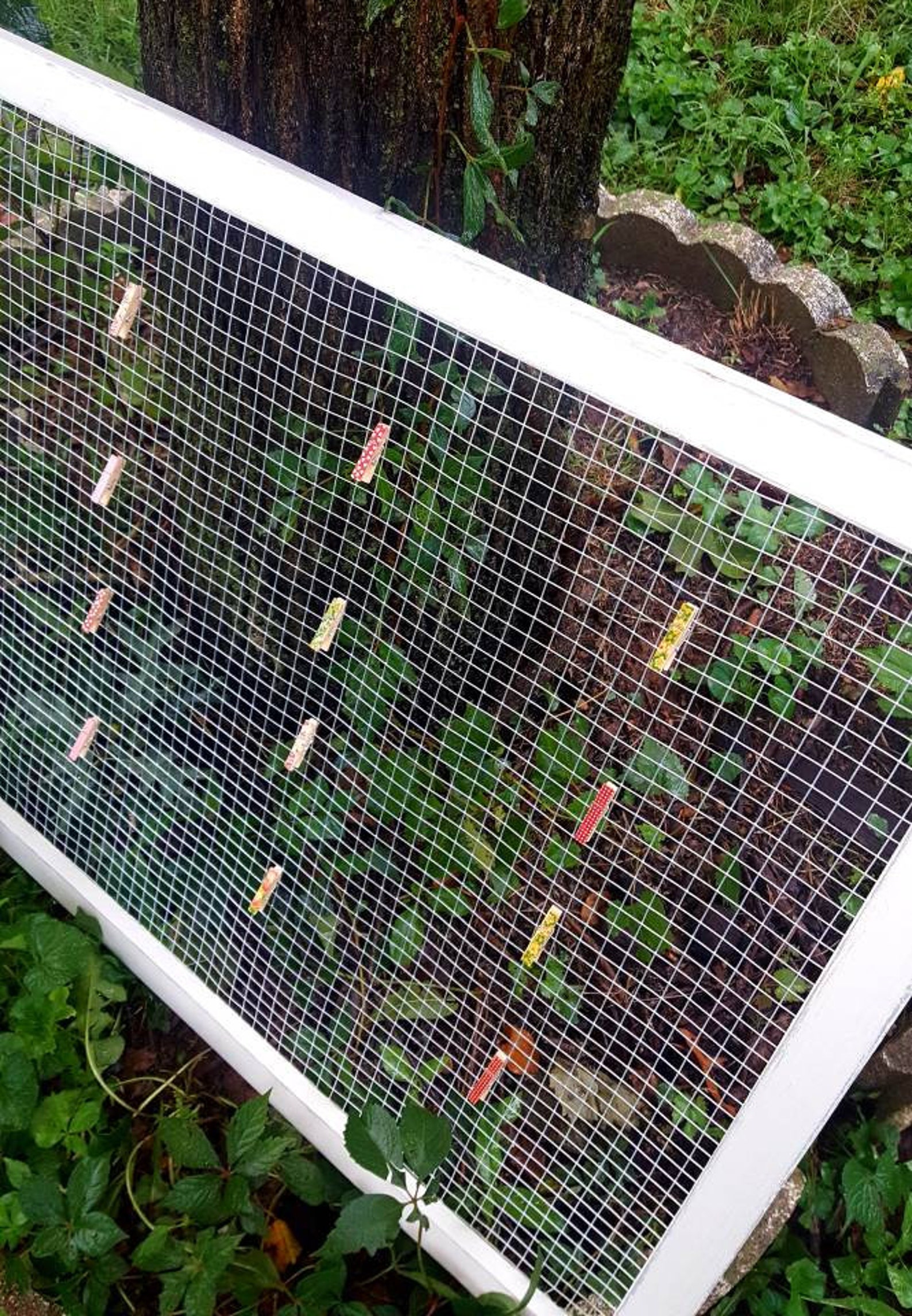 Farmhouse Chicken Wire Frames Square Chicken Wire Frames - Etsy