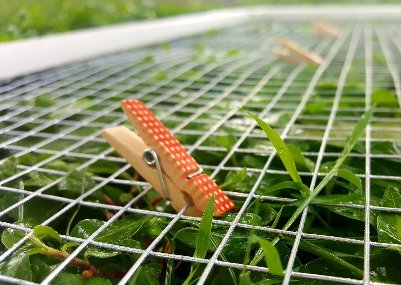 Farmhouse Chicken Wire Frames Square Chicken Wire Frames - Etsy