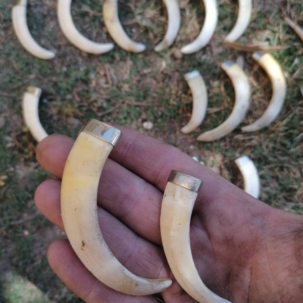 Défense de sanglier - Etsy France