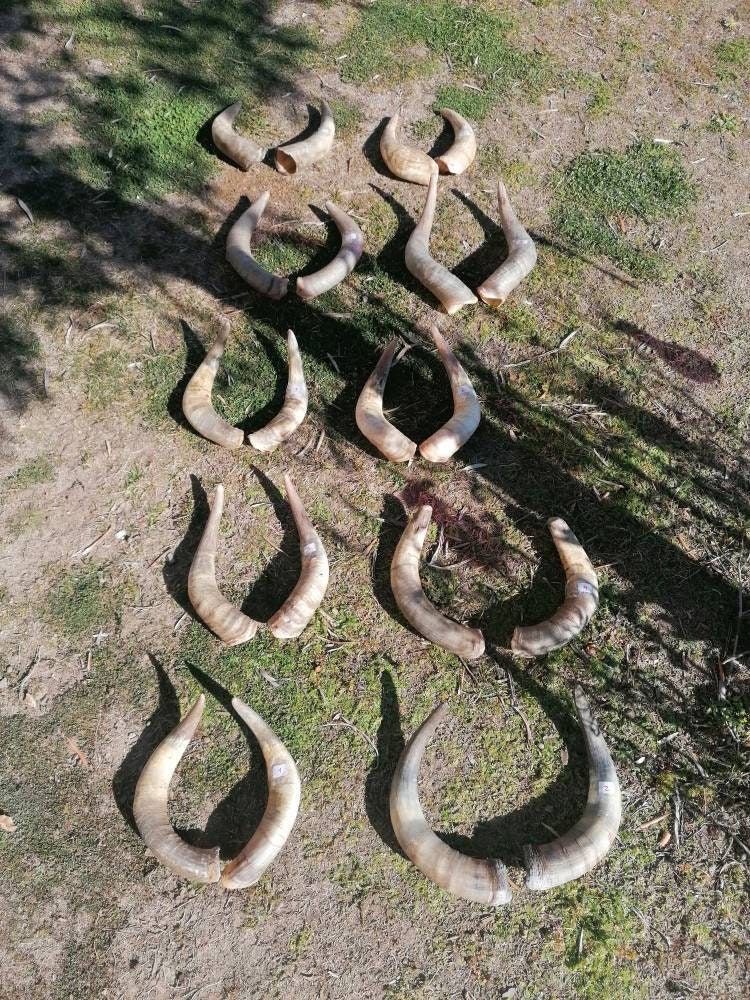 Polished Cow Horns for sale | Only 2 left at -60%