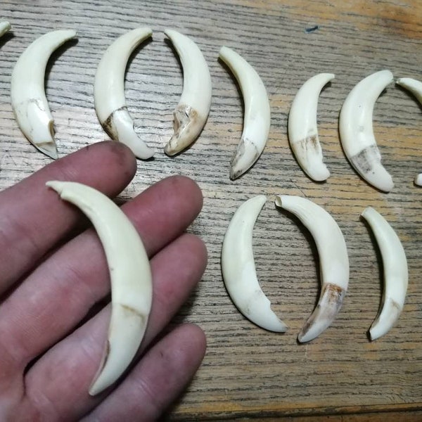 Boar Tusk - Etsy