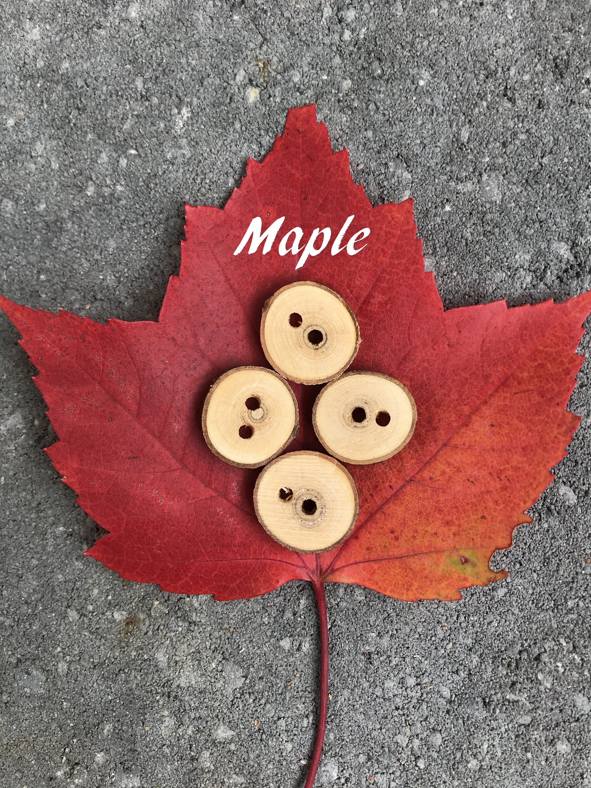 3/4 3/4 Inch Tree Branch Wood Buttons 8-pack - Etsy