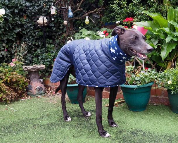 Waterproof Dog Coat Navy With Navy Star , Whippet , Italian, Lurched ...