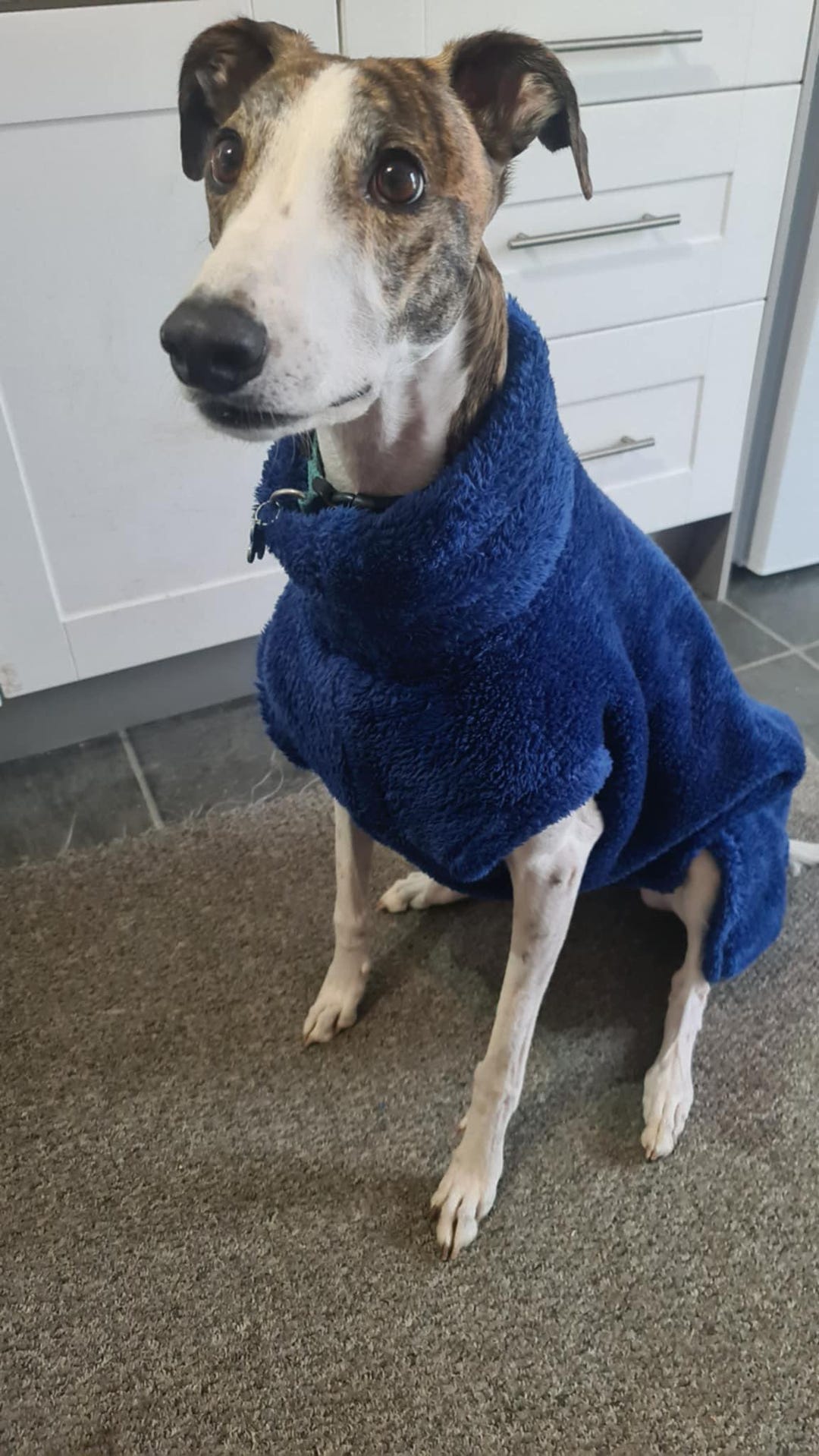 NEW Dog Jumper in the Super Soft Cuddle Fleece Italian, Whippet ...