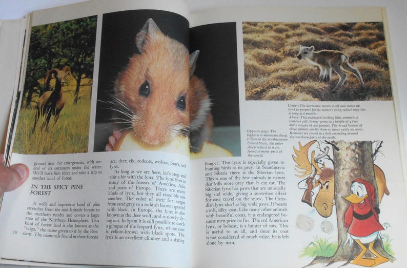 Disney's Wonderful World of Knowledge: Animals * A Child's Hardback Encyclopedia Book 1973 - Etsy